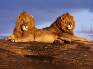 Evolución y subespecies del león » LEONPEDIA